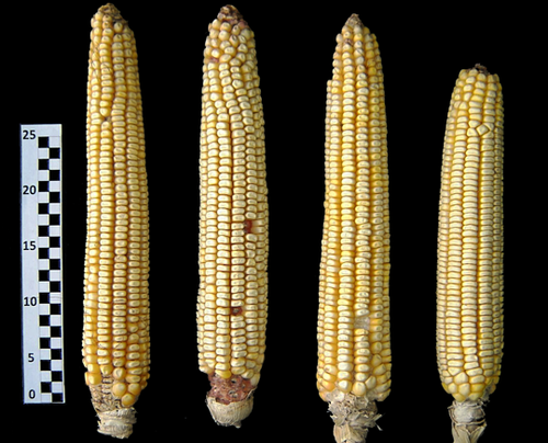 Jala | landrace-seed-eden