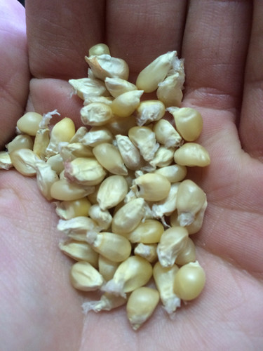 Confite Morocho | landrace-seed-eden