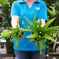 Plant Care Guide | Colasanti's Tropical Gardens | Kingsville