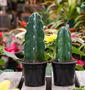 Family Activities | Colasanti's Tropical Gardens | Kingsville Windsor-Essex