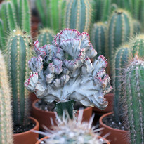 Plant Care Guide | Colasanti's Tropical Gardens | Kingsville