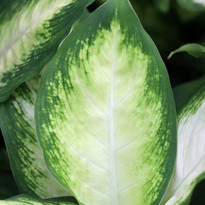 Plant Care Guide | Colasanti's Tropical Gardens | Kingsville