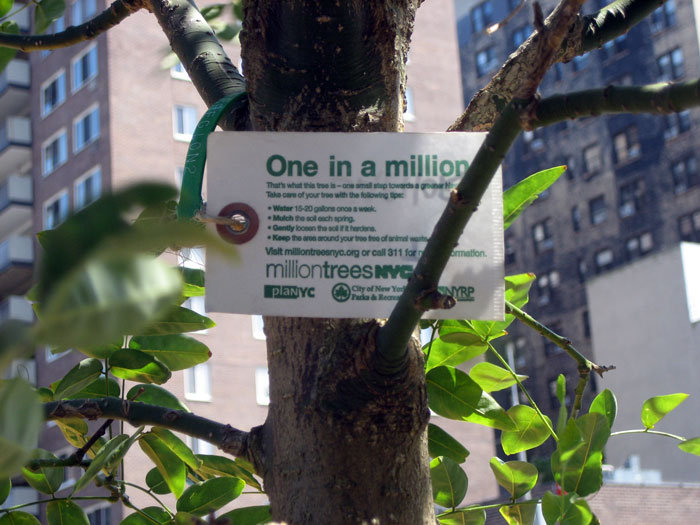 The Millionth Tree: Street Trees Improve Life in the City’s Poorest ...