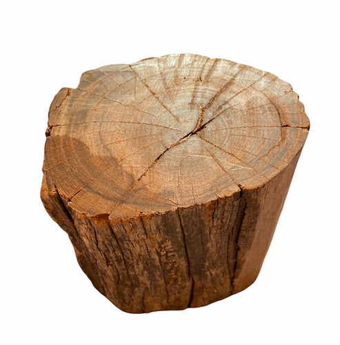 Jamaica Dogwood | treetrimmers