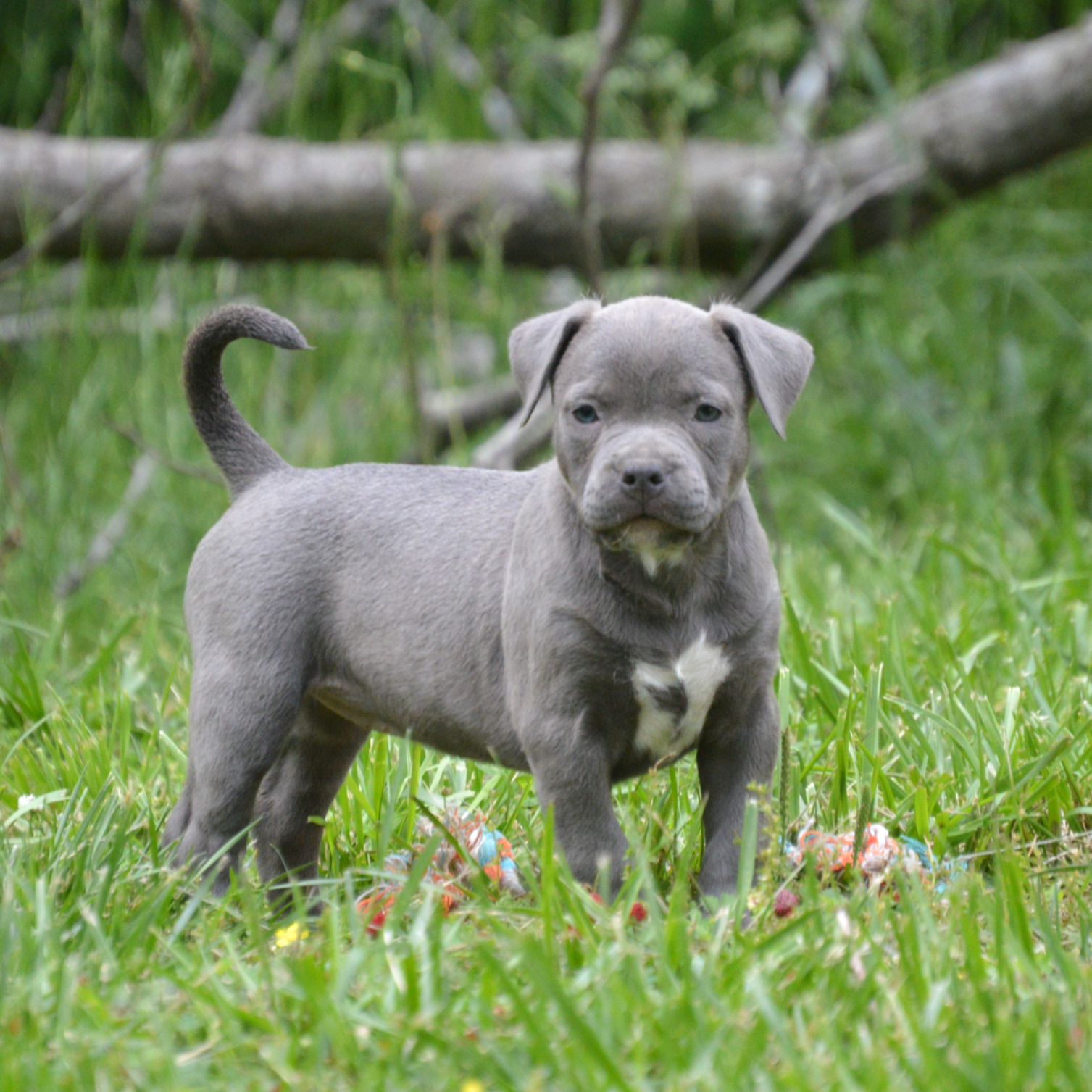 Pitbull Puppies For Sale | XL head and wide chest | Alpha Blue Pits