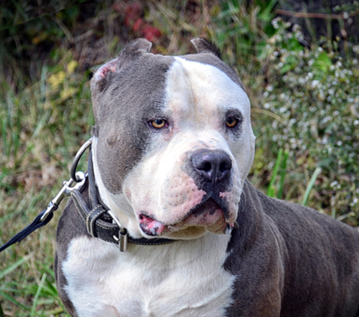 Blueline Pitbull For Sale | Alpha Blue Pits