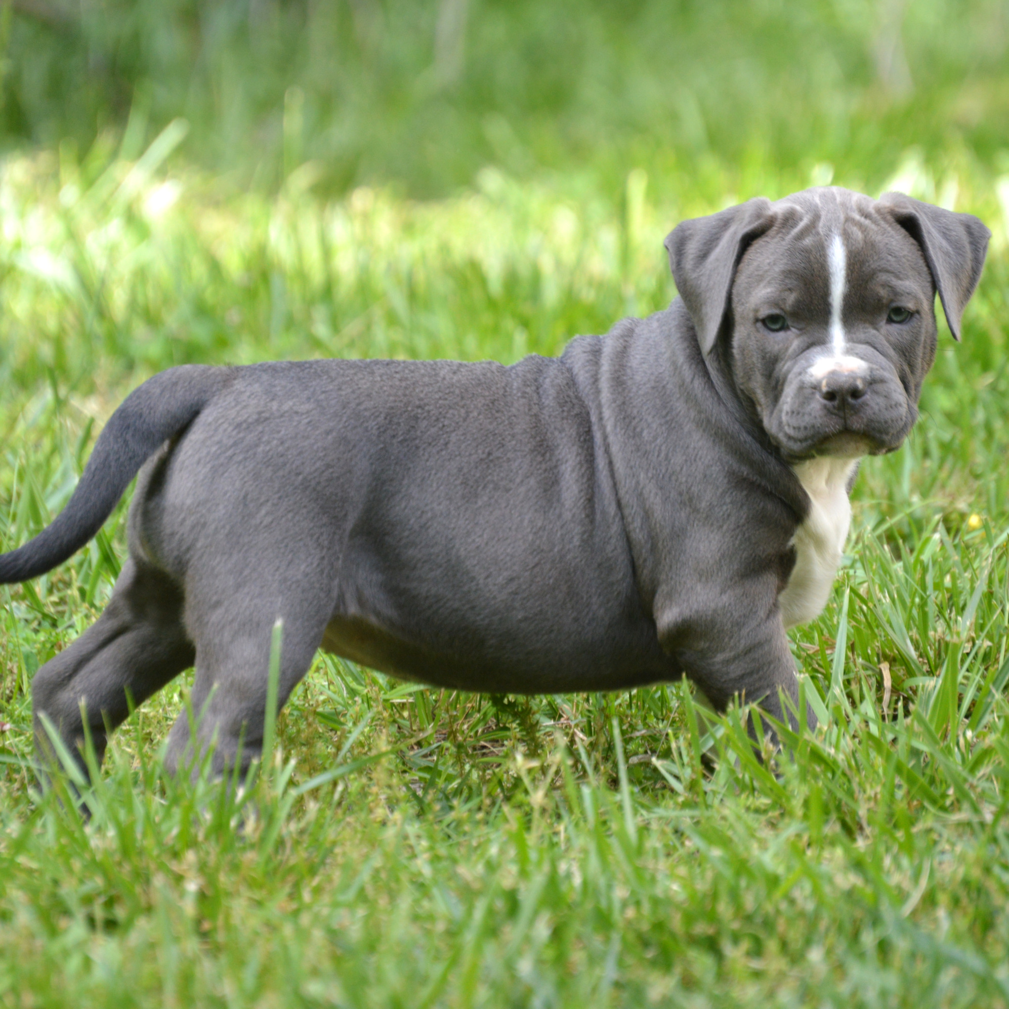 Pitbull Puppies For Sale | XL head and wide chest | Alpha Blue Pits
