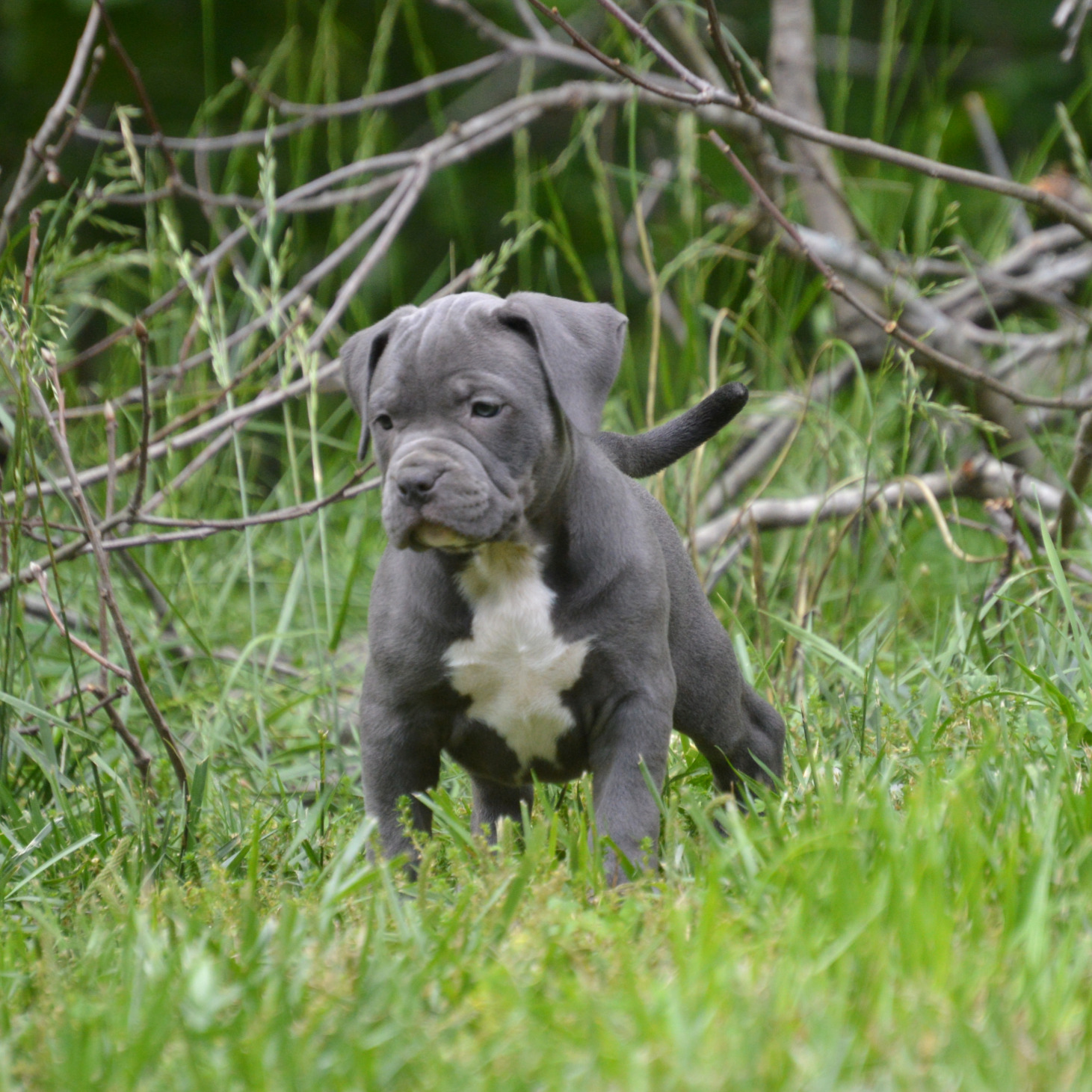 Pitbull Puppies For Sale | XL head and wide chest | Alpha Blue Pits