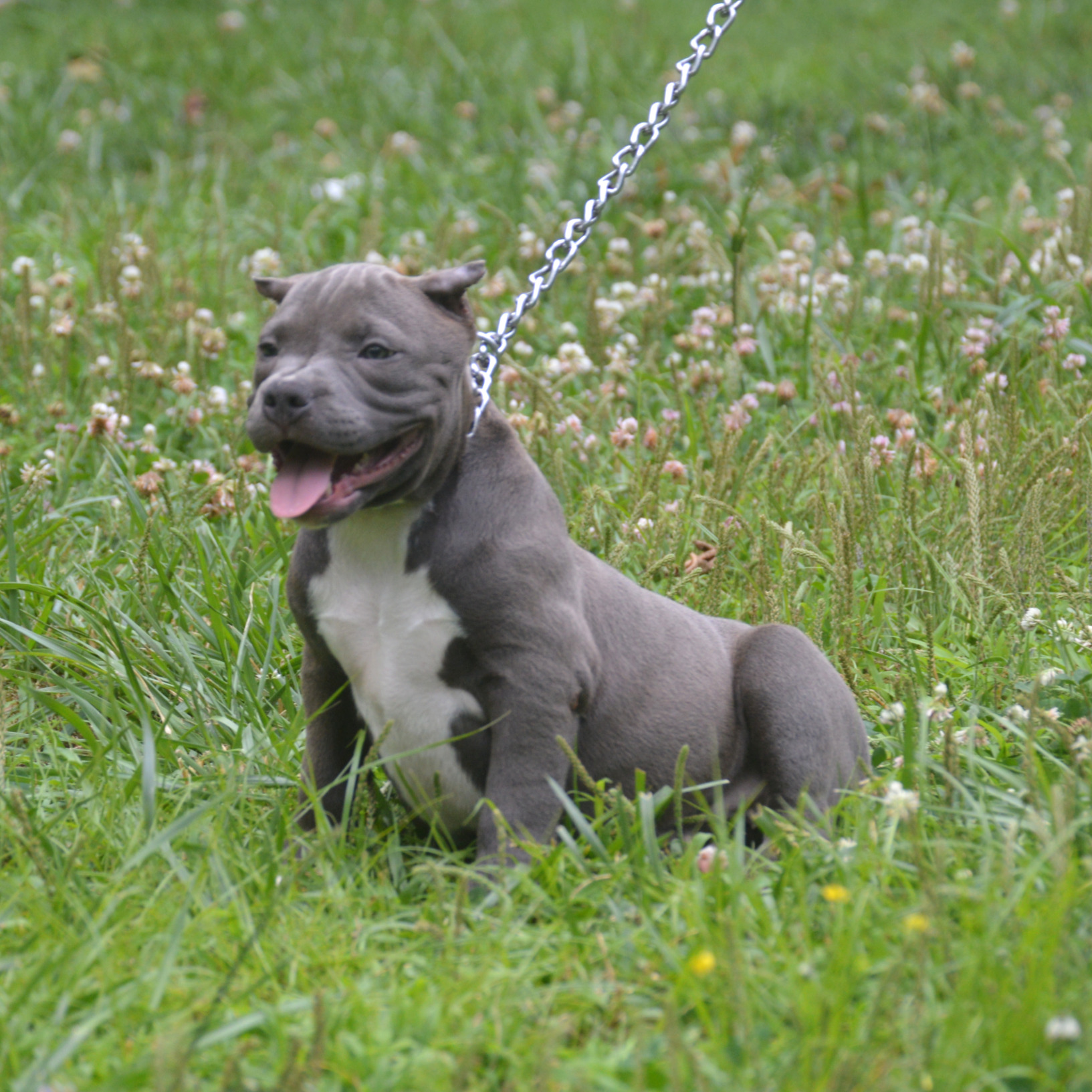 Pitbull Puppies For Sale | XL head and wide chest | Alpha Blue Pits