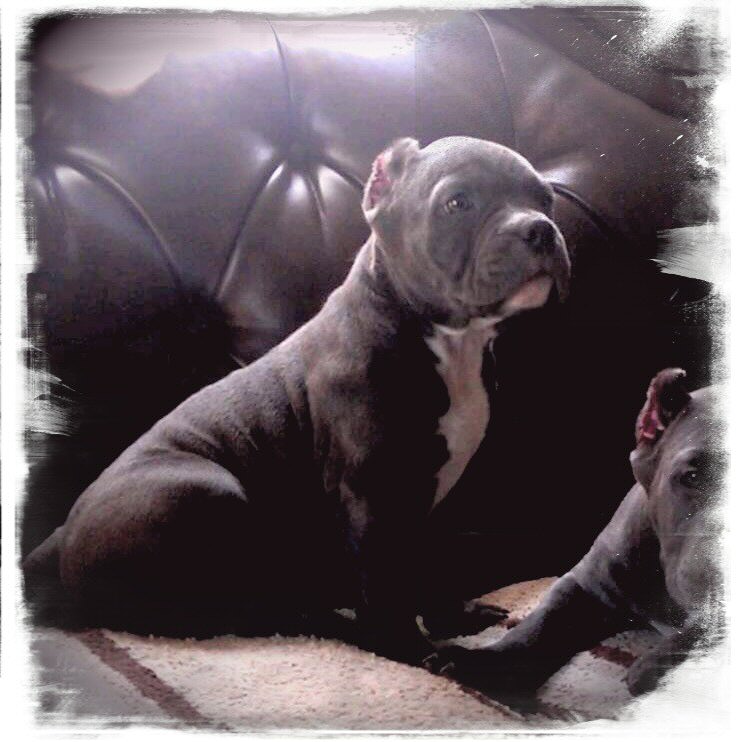 Blueline Pitbull For Sale | Alpha Blue Pits
