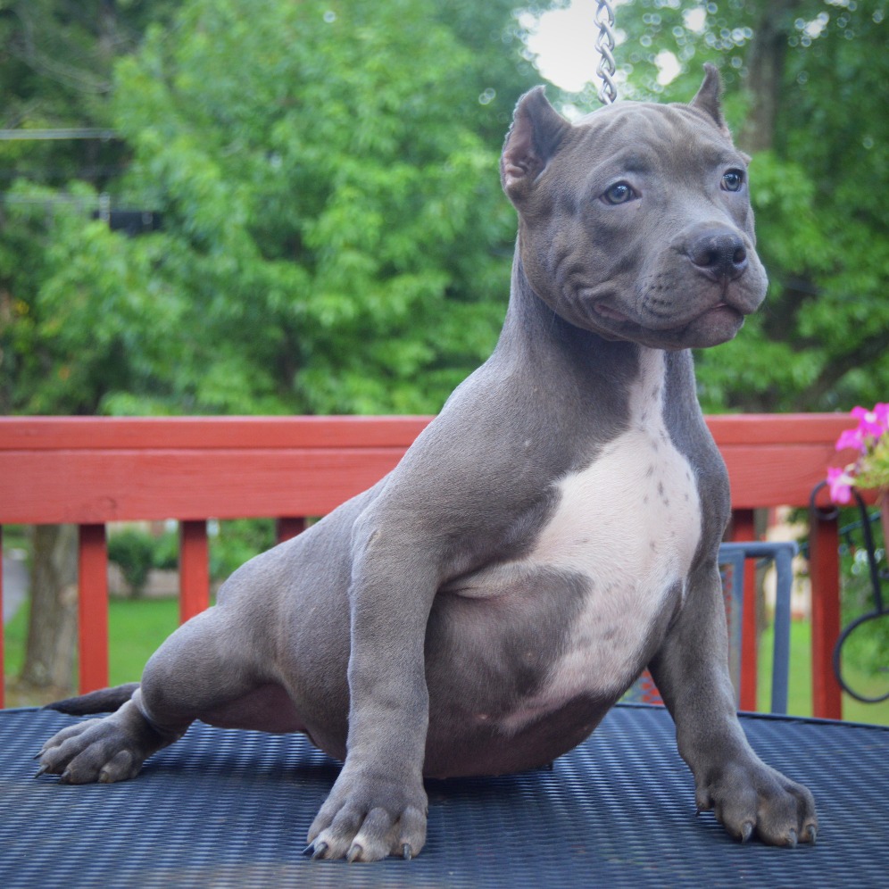 Blueline Pitbull For Sale | Alpha Blue Pits