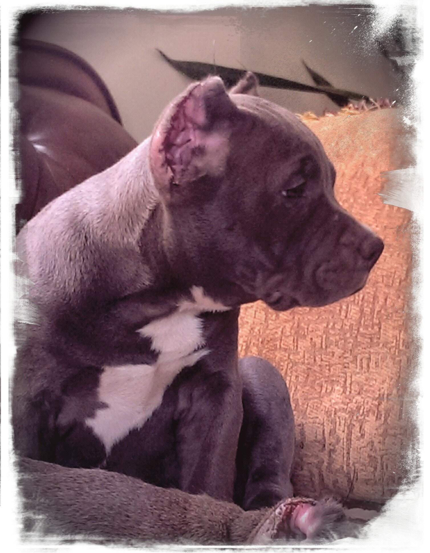 Blueline Pitbull For Sale | Alpha Blue Pits