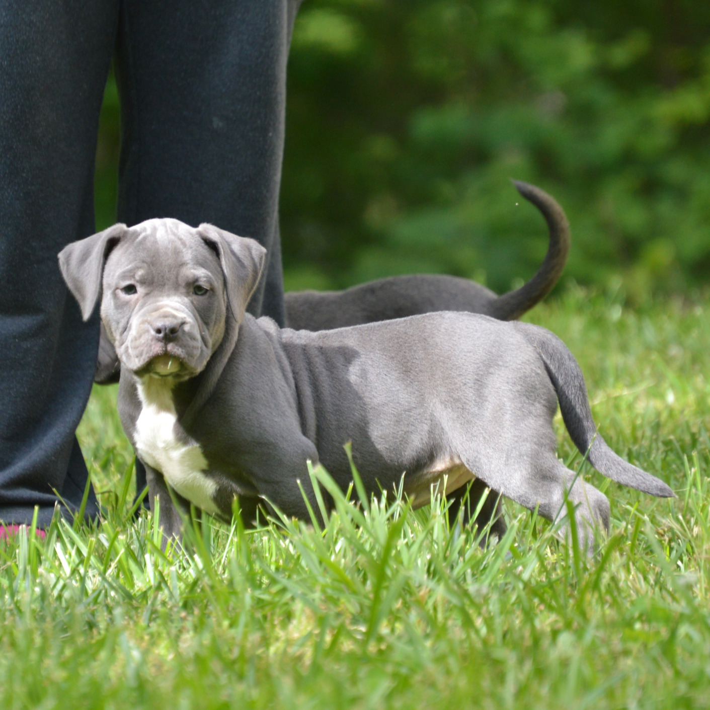 Pitbull Puppies For Sale | XL head and wide chest | Alpha Blue Pits