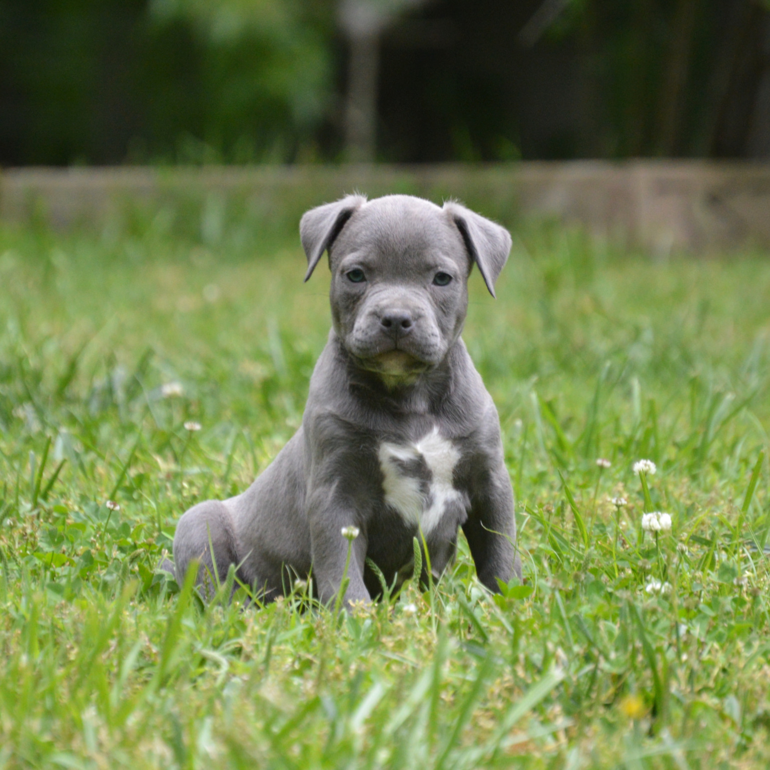 Pitbull Puppies For Sale | XL head and wide chest | Alpha Blue Pits