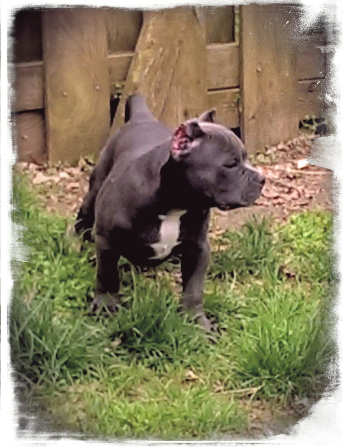 Blueline Pitbull For Sale | Alpha Blue Pits