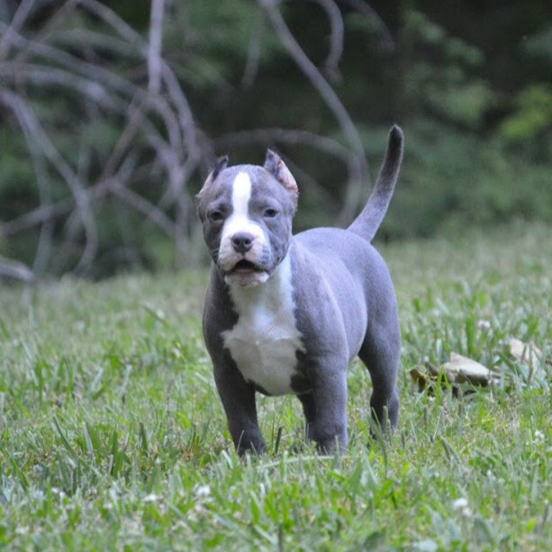 Pitbull Puppies For Sale | XL head and wide chest | Alpha Blue Pits