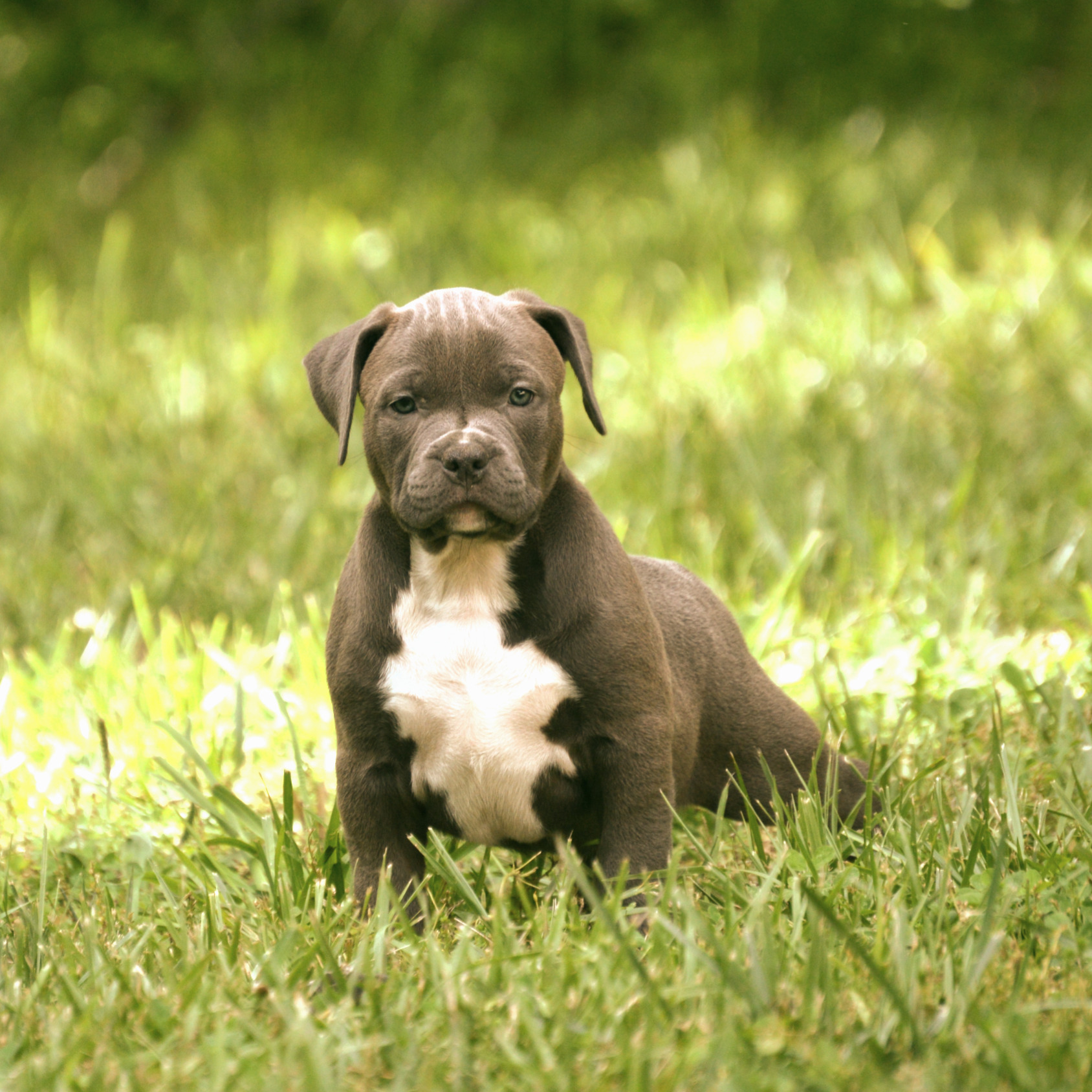 Pitbull Puppies For Sale | XL head and wide chest | Alpha Blue Pits