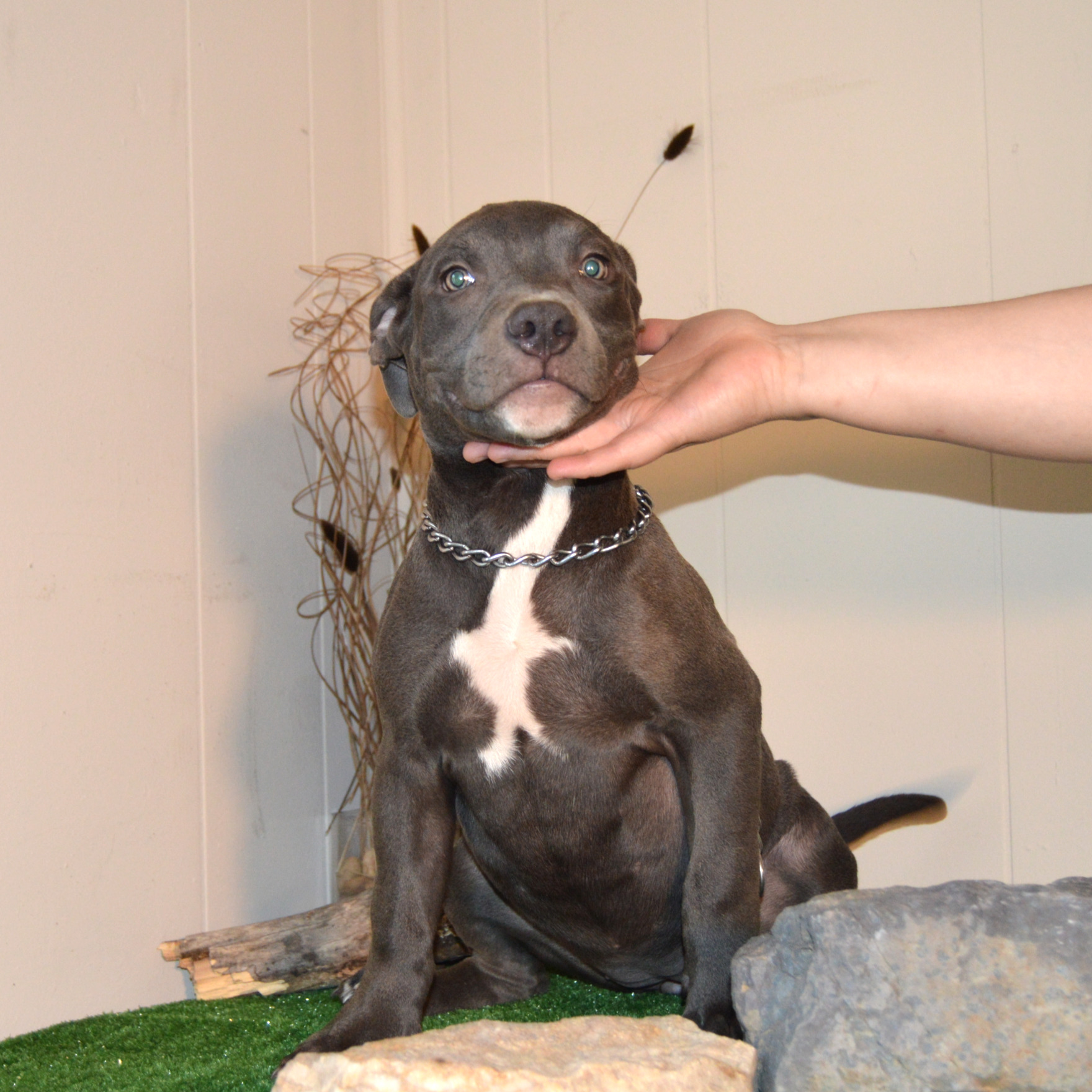 Pitbull Puppies For Sale | XL head and wide chest | Alpha Blue Pits