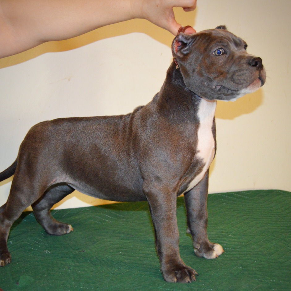 Pitbull Puppies For Sale | XL head and wide chest | Alpha Blue Pits