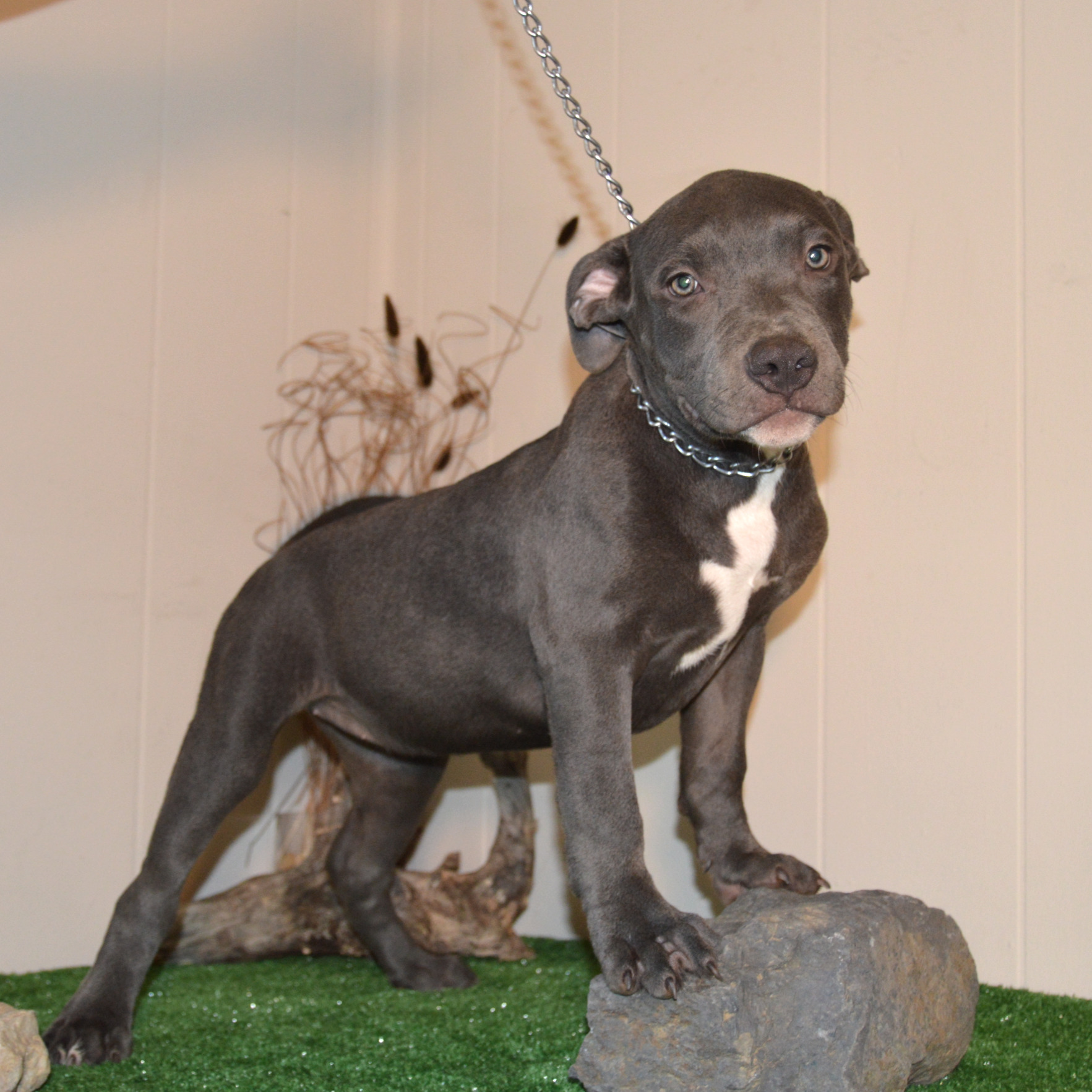 Pitbull Puppies For Sale | XL head and wide chest | Alpha Blue Pits