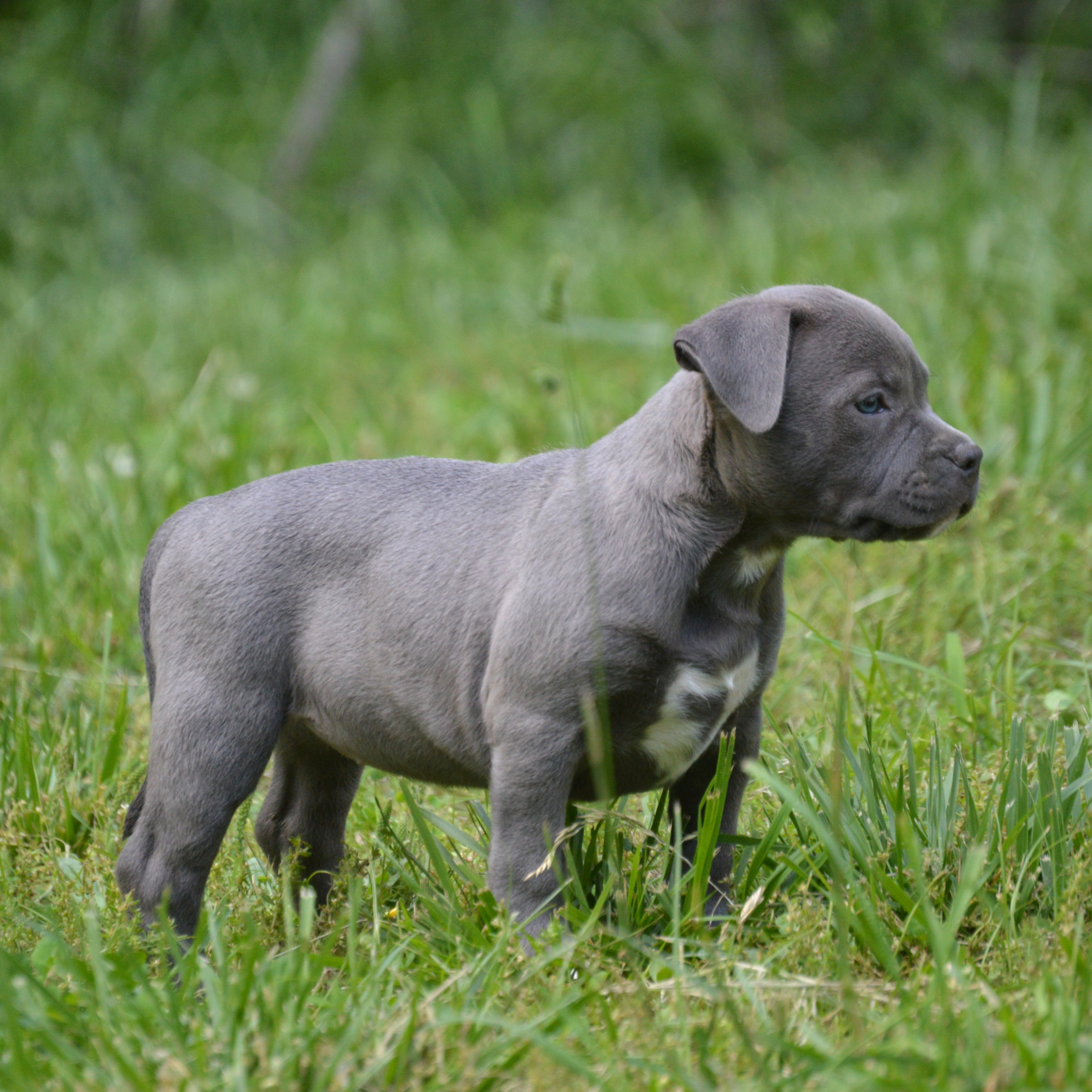 Pitbull Puppies For Sale | XL head and wide chest | Alpha Blue Pits