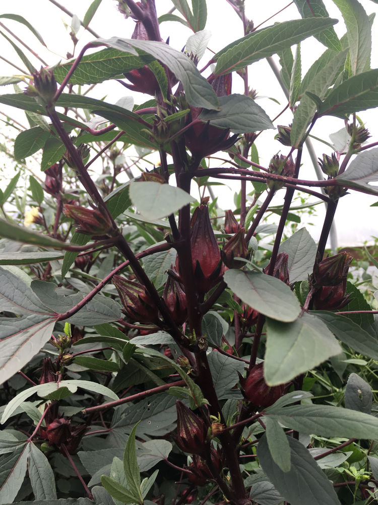 Thai Red Roselle: A great tasting herb loaded with benefits.