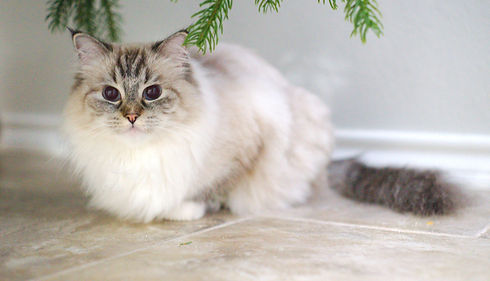 Ragdoll Queens | Magnolia Ragdolls