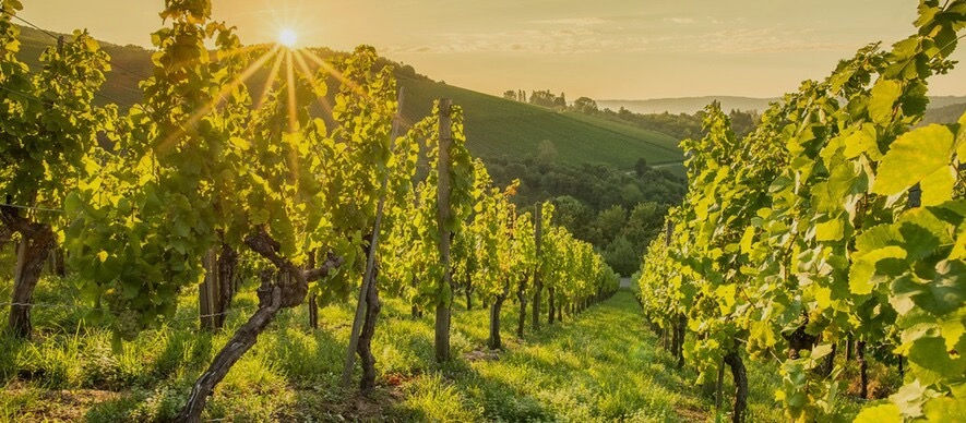 Vinho verde : guide complet du vin vert portugais