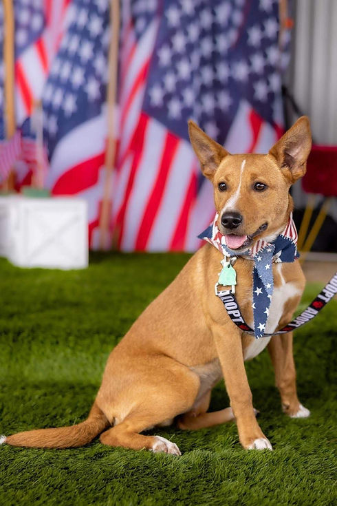 Adoptable Dogs | Pawfect Life Rescue