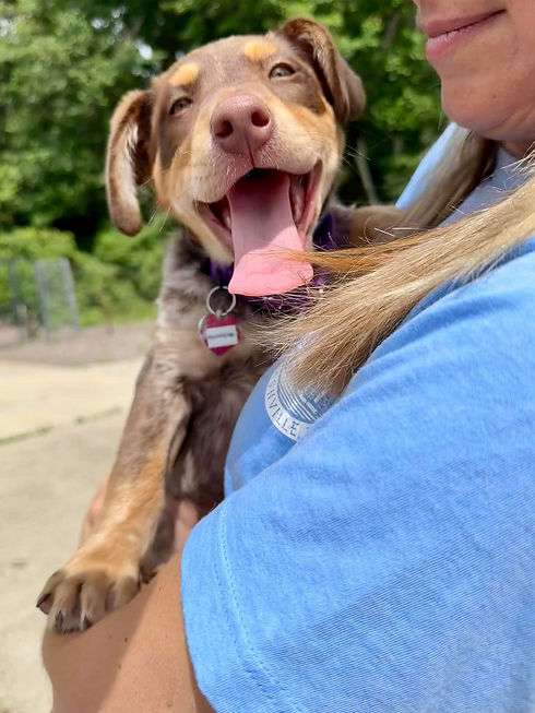 Adoptable Dogs | Pawfect Life Rescue