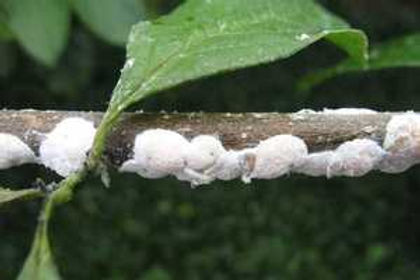 Q: My magnolia has small white specks on the leaves. What are they and ...