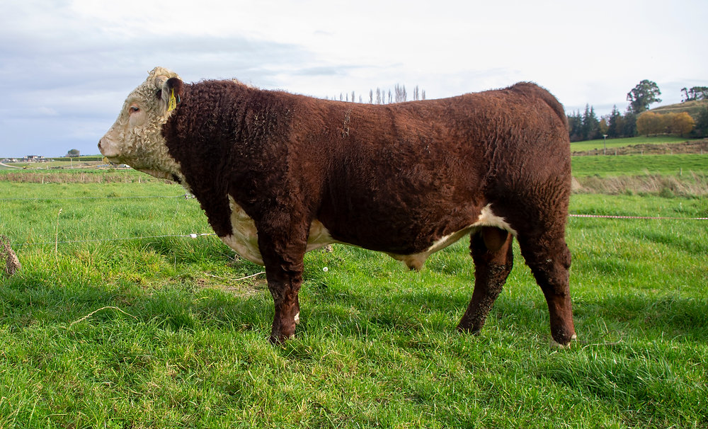 Your chance to buy proven rising two year bulls