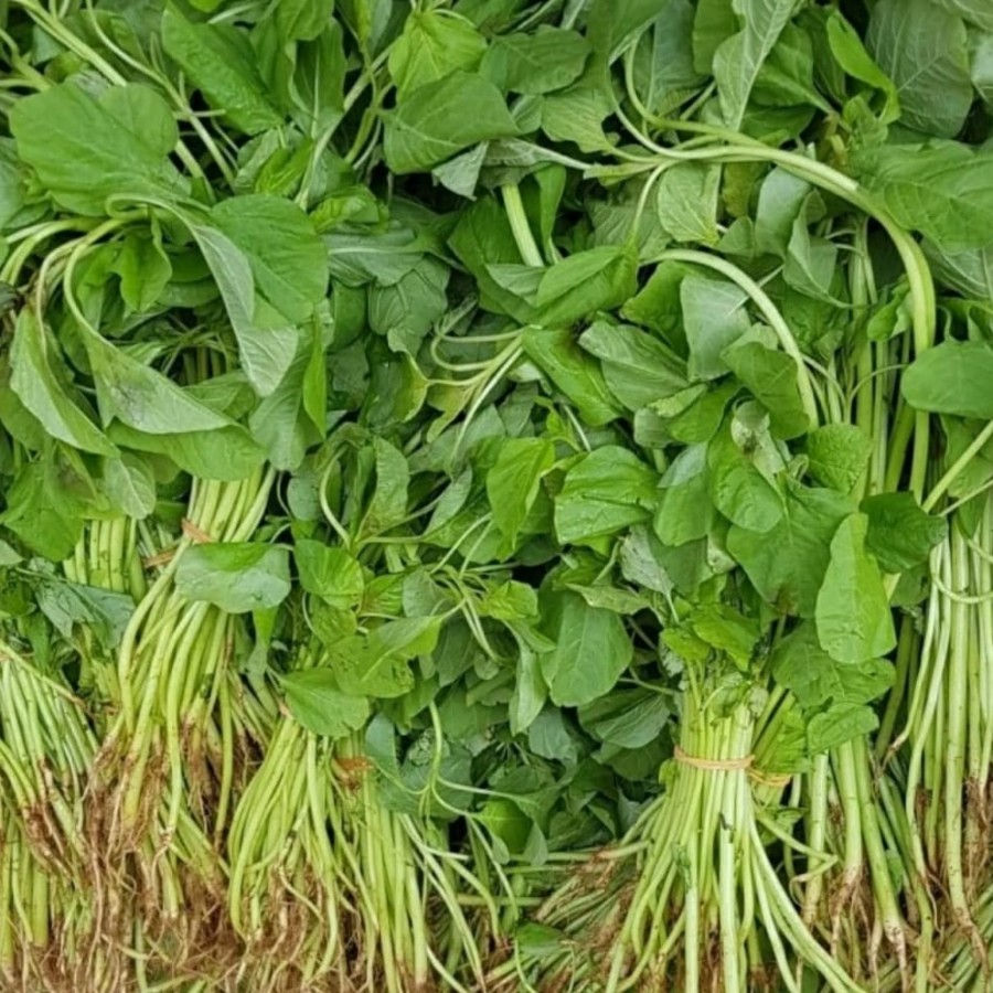 Chinese Spinach (Bayam) | My Site 2