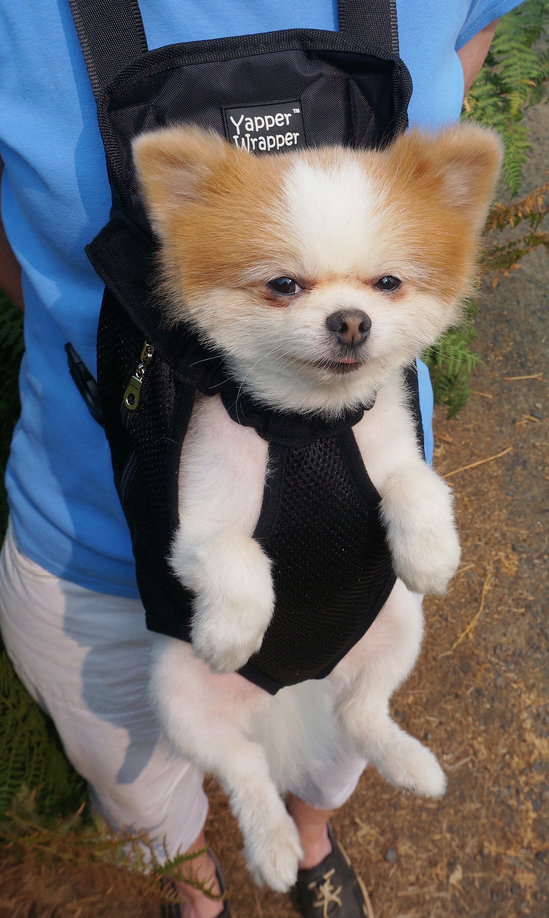 SHOP | yapperwrapper