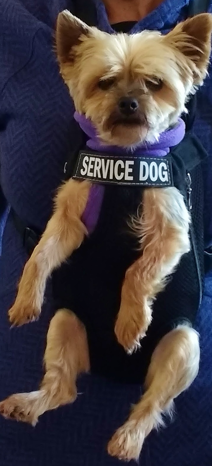 SHOP | yapperwrapper