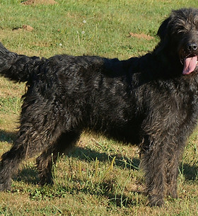 f1 labradoodle stud