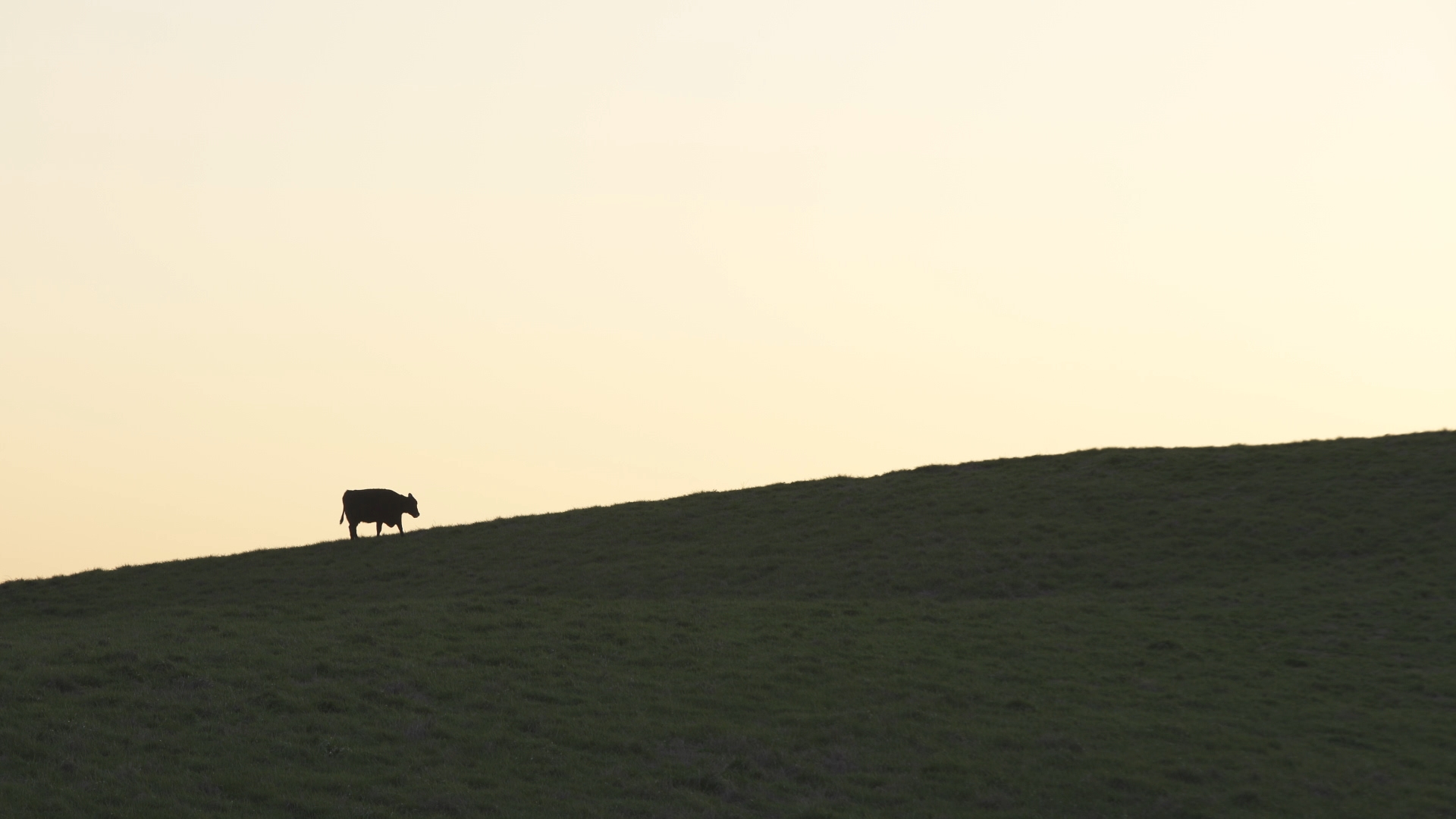 Jared Hagemann Cinematographer Los Angeles