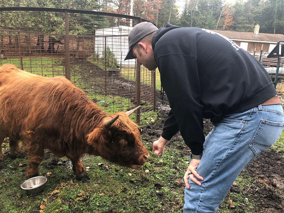 Scotty Mini Highland | 2 Men & A Hen Farm | Michigan