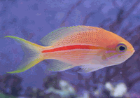 Anthias | seasidetropicalfish