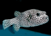 Puffer fish | seasidetropicalfish