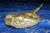 Sharks & Ray | seasidetropicalfish