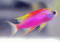 Anthias | seasidetropicalfish