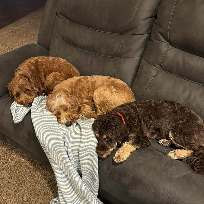 labradoodle size   uk