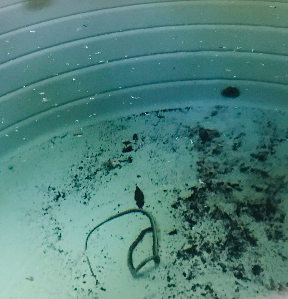 Smelly water from rainwater tanks