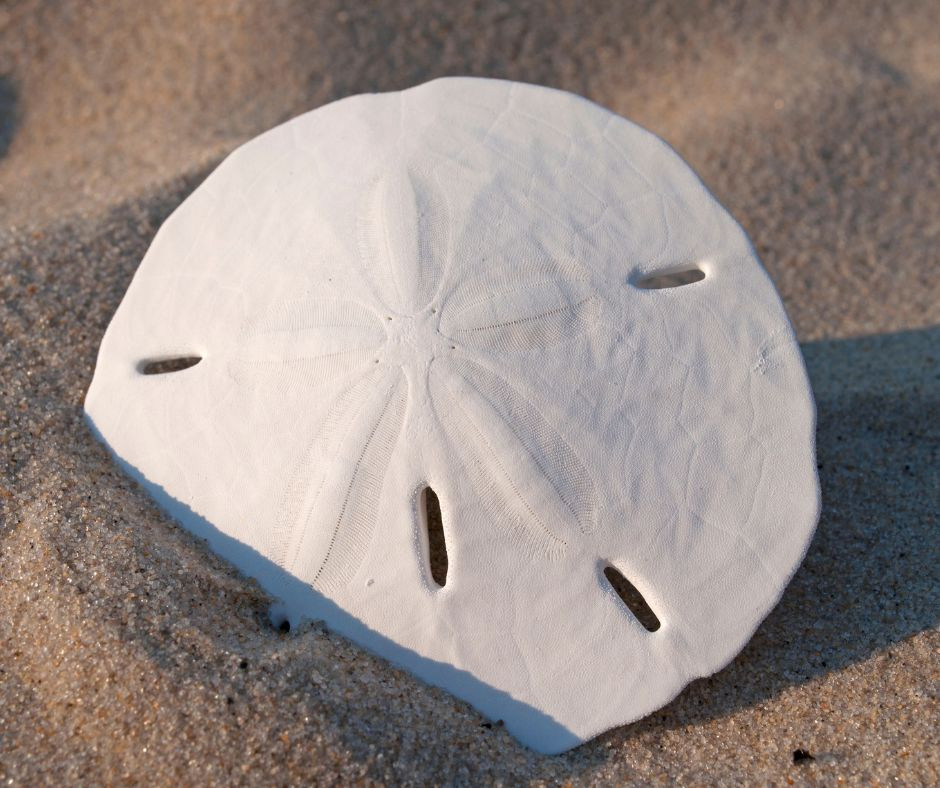 The Enigmatic Sand Dollar: Nature’s Ocean Treasure