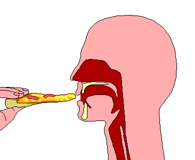 Anatomia e Fisiologia do Sistema Respiratório.