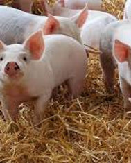 PrimeStore MTM | LHNVD