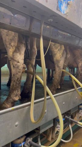 Biological Fly Control