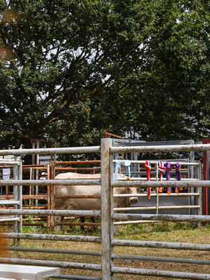 Crookwell Show | Crookwell A P & H Society | Crookwell