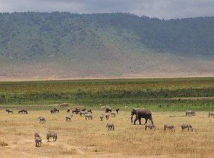 SAFARI EXPERIENCE | Ramblin'Travel